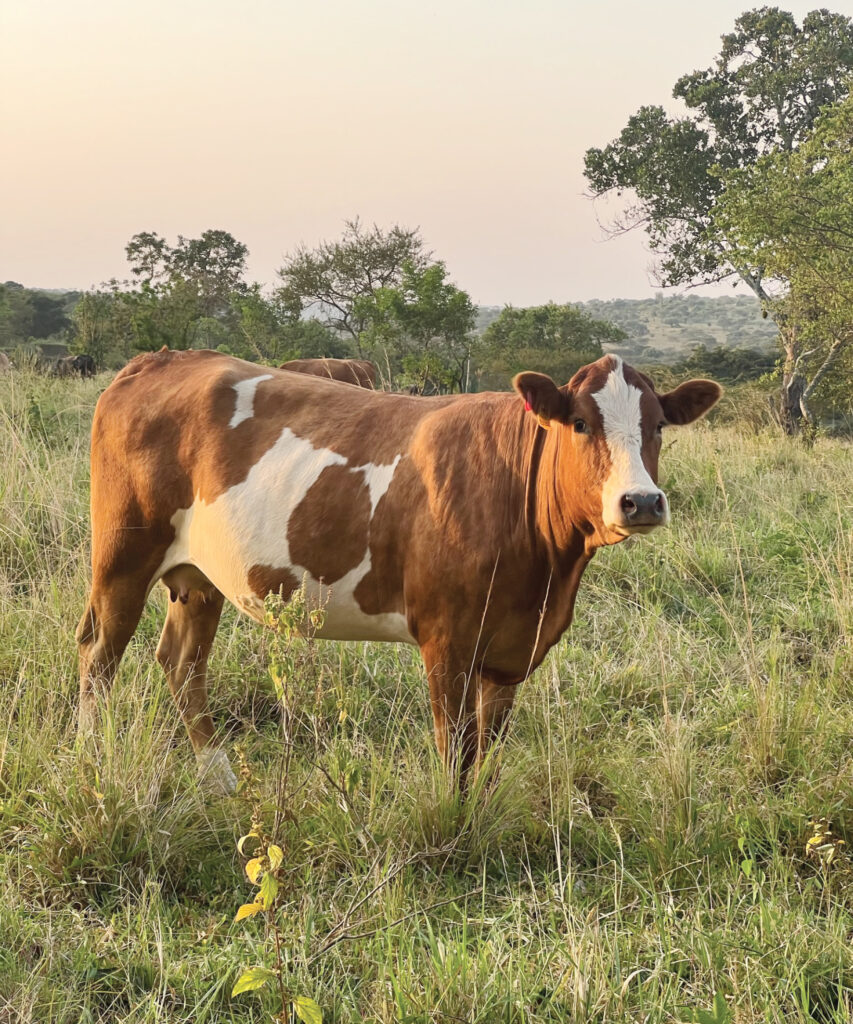 Temupe farm – Go Lean On Protein